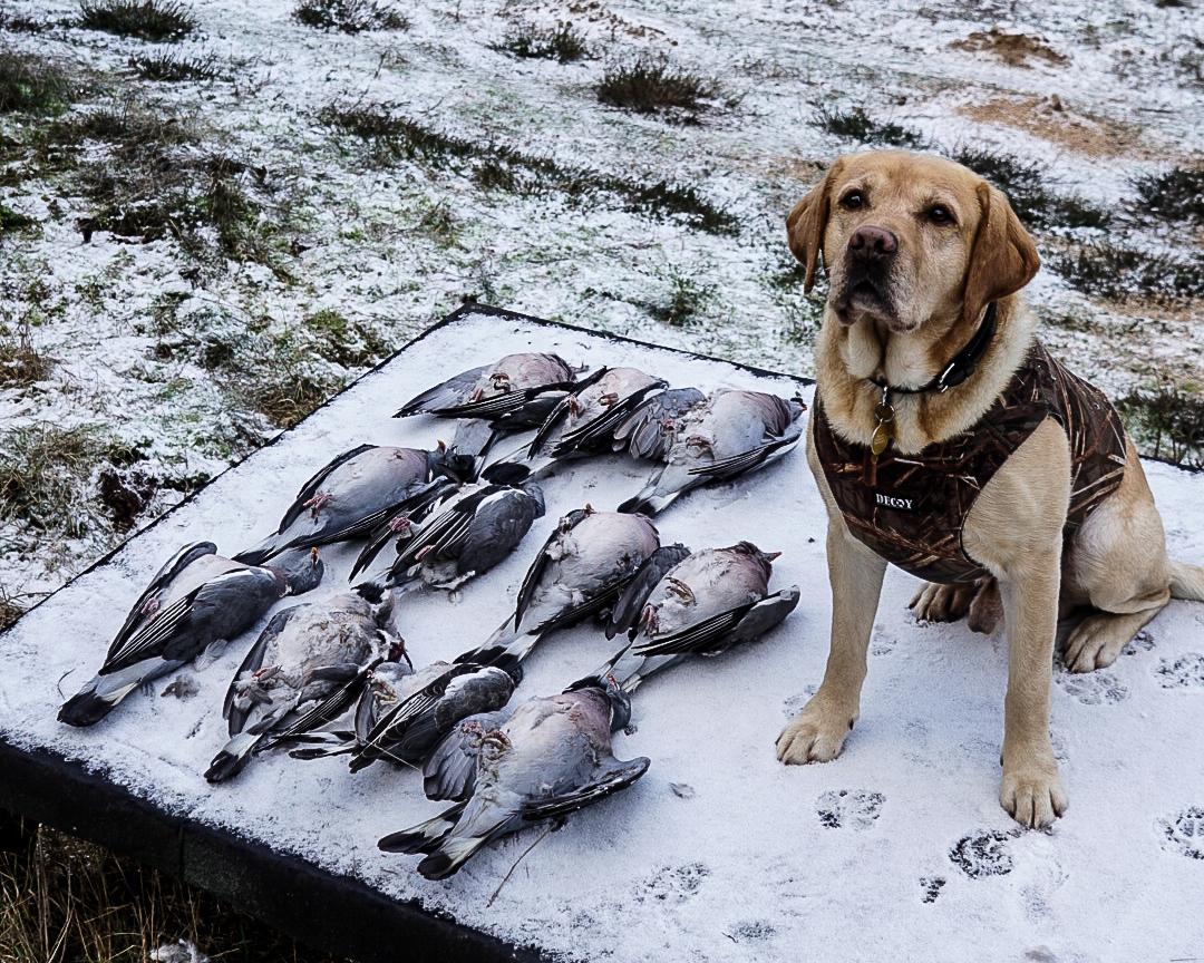 Jagthunde i Danmark - 2025 | OutdoorSeason