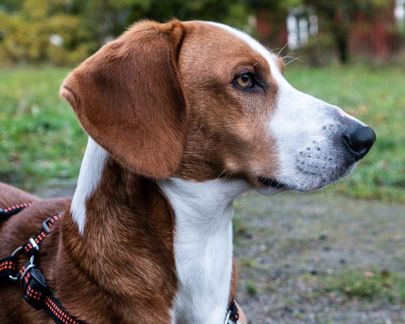 Jagthunde i Danmark - 2025 | OutdoorSeason